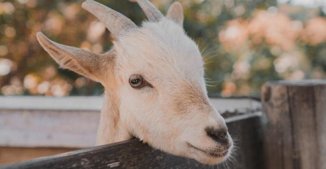 20 Ways Goats Make Homesteading Easier (And Way More Fun)