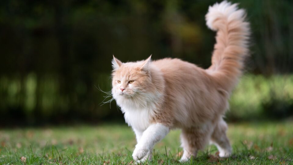 21 Bushy-Tailed Cat Breeds Every American Will Fall In Love With