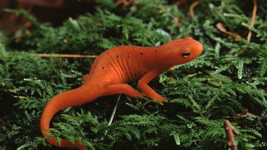 21 Colorful Frogs And Amphibians That Brighten Up The Wild - Animalko