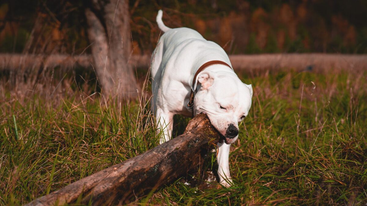 21 Dog Breeds With The Most Powerful Bite Forces