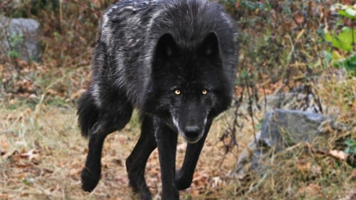 21 Facts About The Mysterious American Black Wolf - Animalko