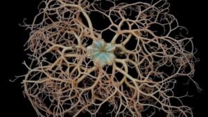 21 Fantastical Creatures Scientists Discovered More Than A Mile Under ...