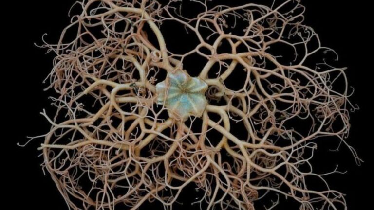 21 Fantastical Creatures Scientists Discovered More Than A Mile Under ...