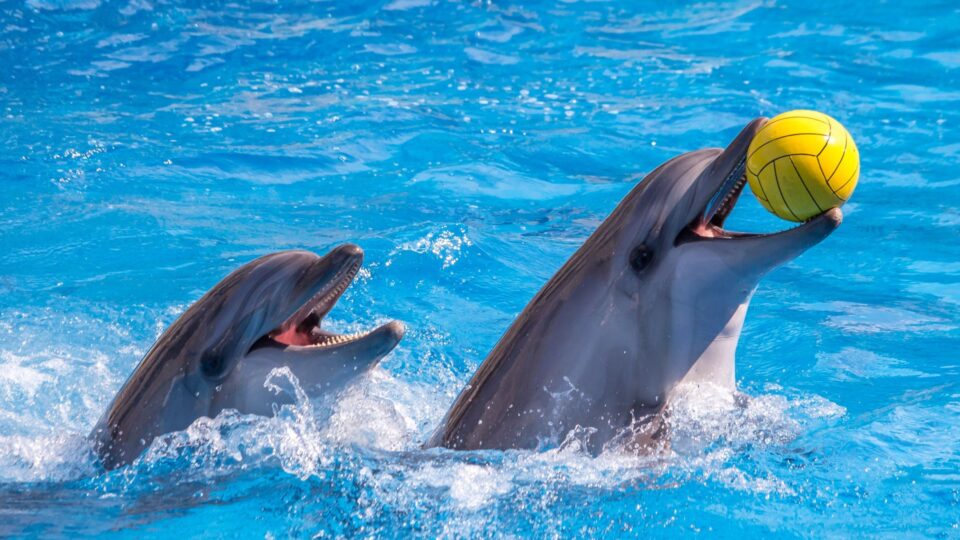 21 Fascinating Examples Of Dolphin Intelligence That Will Amaze You