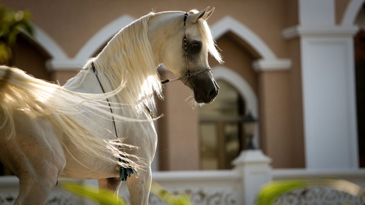 17 Insanely Expensive Horse Breeds