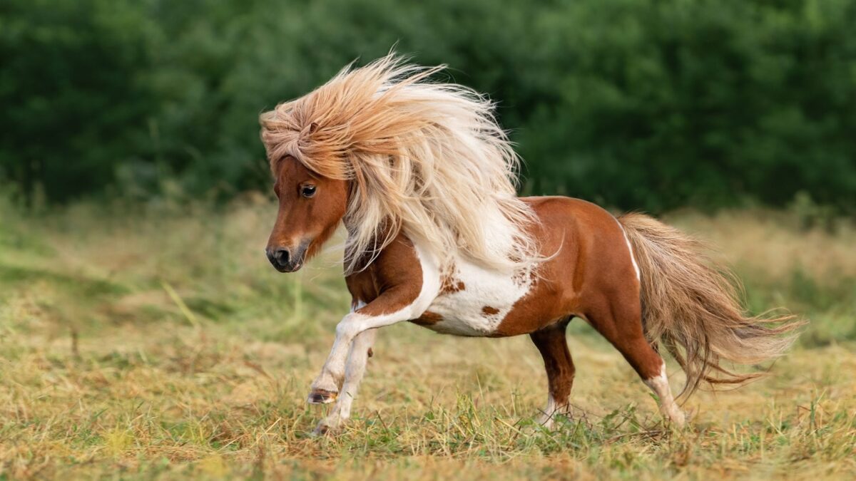 21 Smallest Horse Breeds From Around The World That Will Capture Your Heart