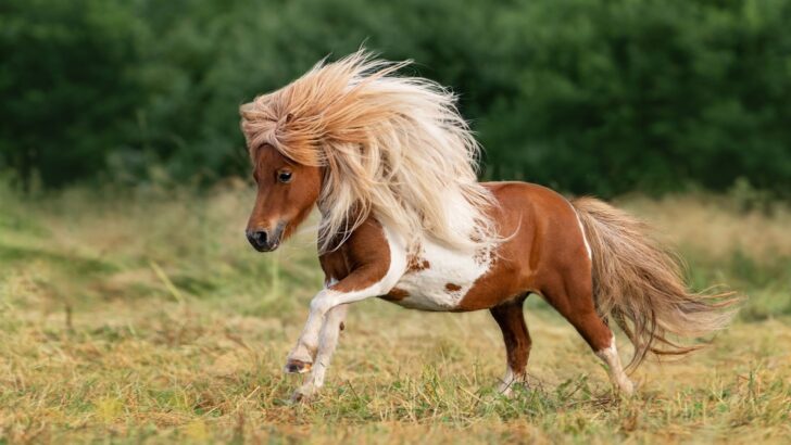 21 Smallest Horse Breeds From Around The World That Will Capture Your Heart