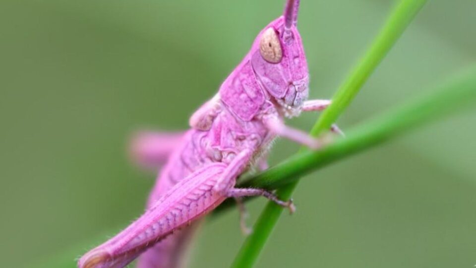 21 Strikingly Pink Animals That Don’t Even Look Real