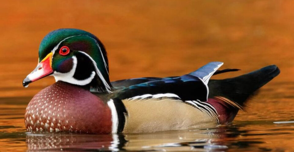 21 Adorable Duck Breeds That Will Melt Your Heart