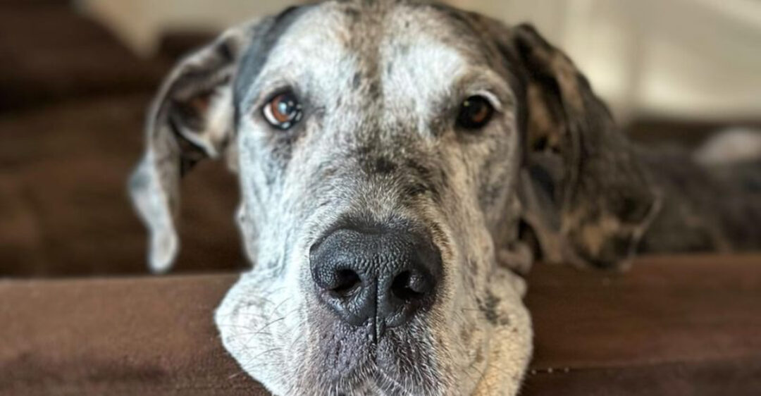 21 Calm Dog Breeds That Embody Peacefulness