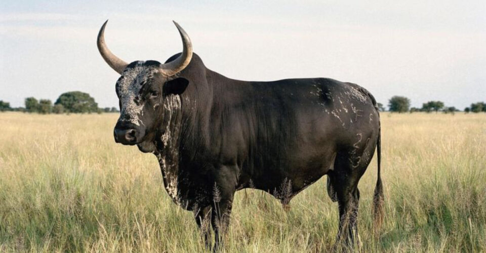 21 Fascinating Creatures That Almost Never Sleep