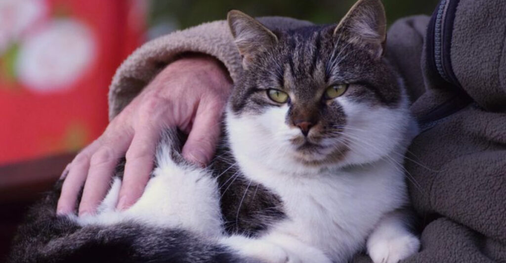 22 Animals Helping Humans Heal From Trauma