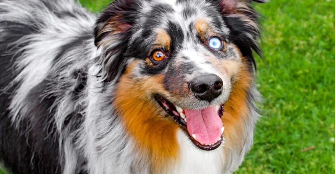 22 Eager-To-Please Dog Breeds