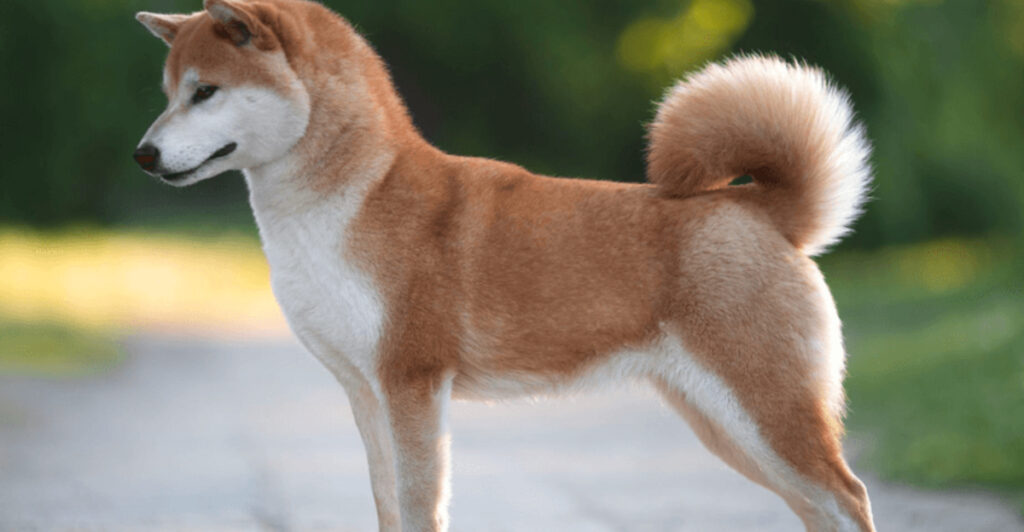22 Dog Breeds With The Most Unique And Eye-Catching Tails
