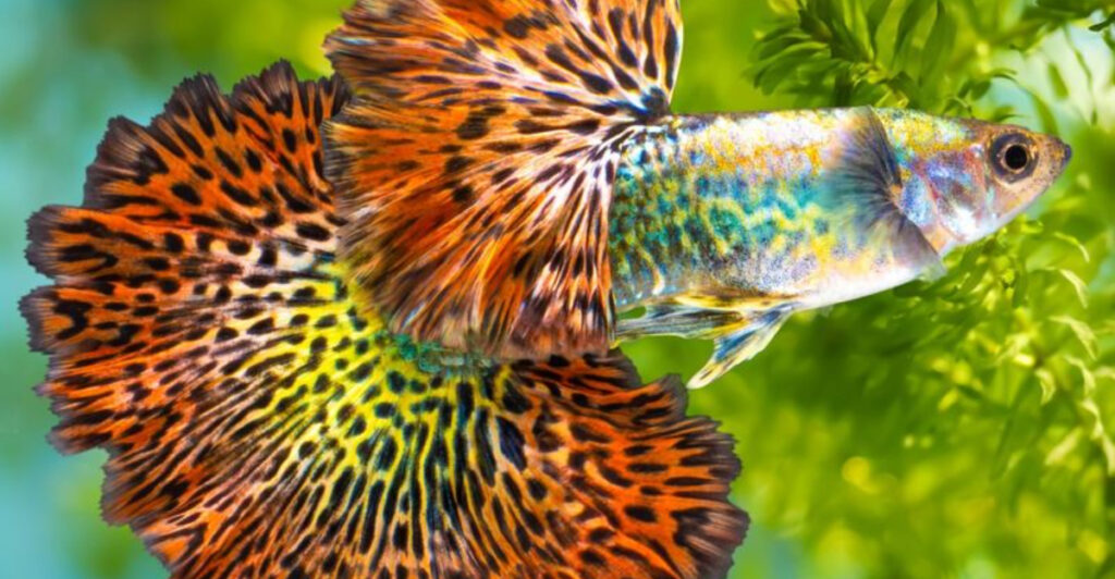 22 Stunning Fish Species That Can Change Color Before Your Eyes