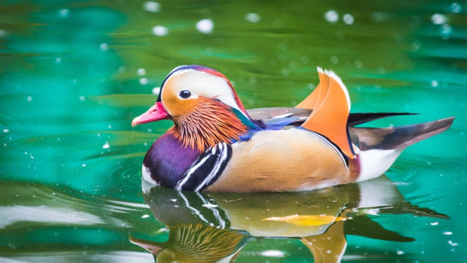 19 Birds With Extraordinary Colorful Feathers