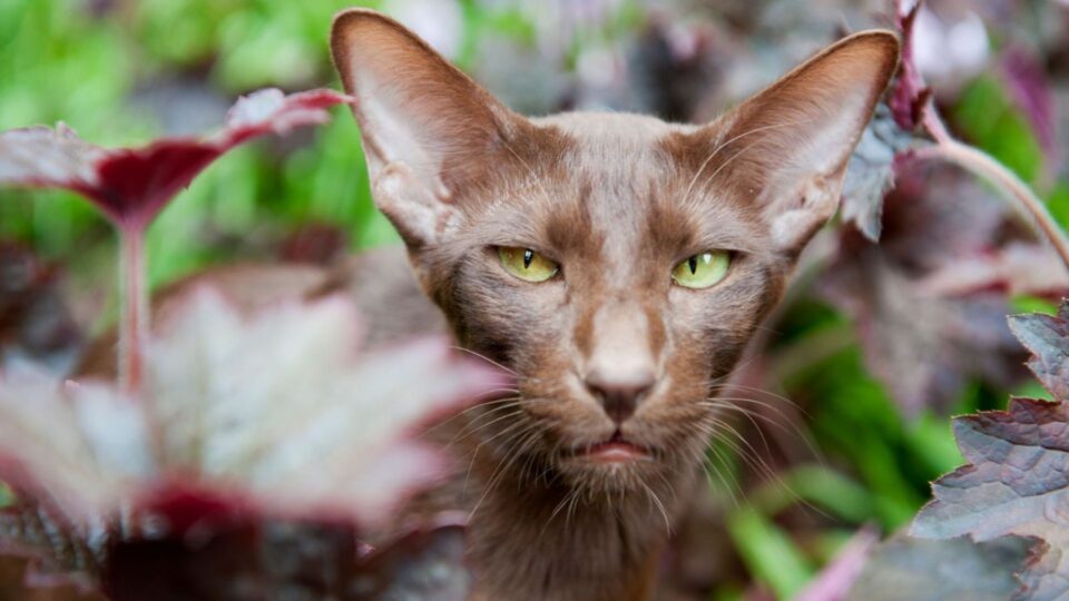 23 Budget-Friendly Cat Breeds That Make Perfect Pets