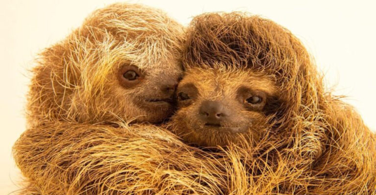 23 Chill Facts About Sloths - Animalko