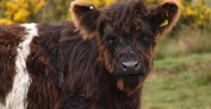 23 Popular Cow Breeds That Farmers (and Everyone Else) Love - Animalko