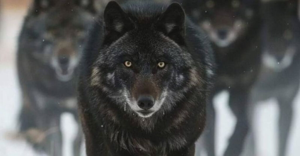 23 Fascinating Facts About The Elusive American Black Wolf