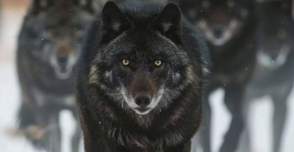 23 Fascinating Facts About The Elusive American Black Wolf
