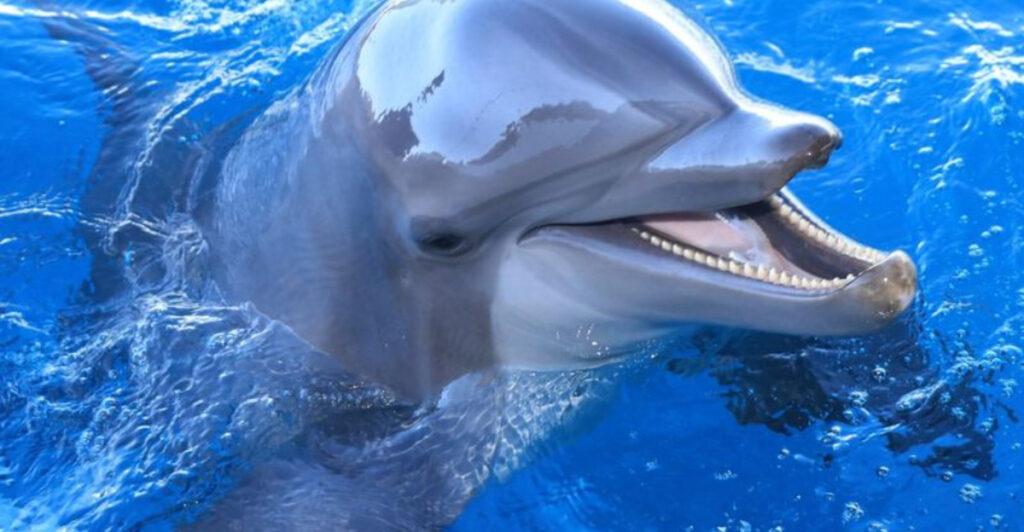 23 Incredible Examples Of Dolphin Intelligence That Will Blow Your Mind