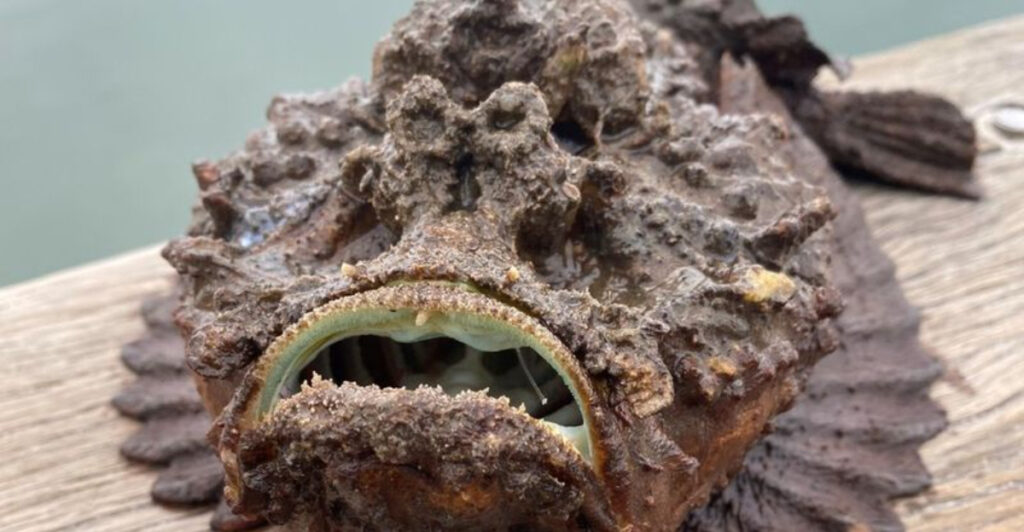 23 Shocking Animals That Are Surprisingly Poisonous