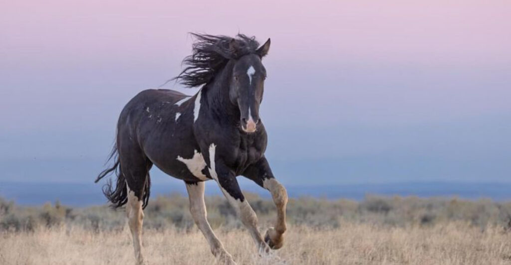 23 Traits That Make Mustangs Truly Unique Compared To Domesticated Horses