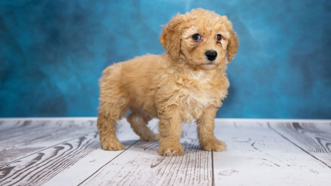 22 Stunning Yorkie Mixes That Will Capture Your Attention And Your Heart