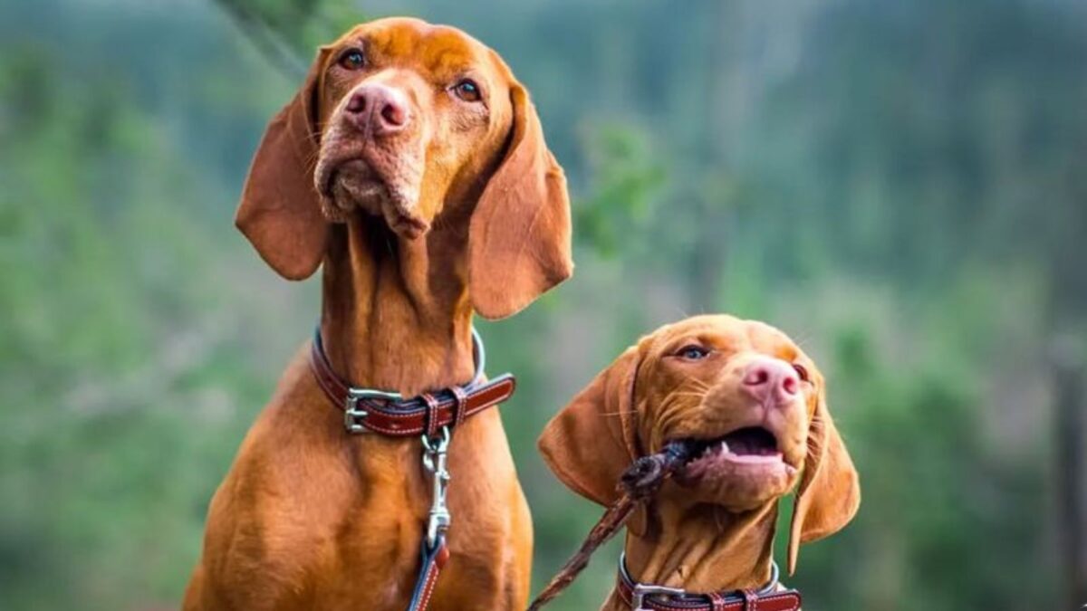 24 Brave And Loyal Hunting Dogs That Shine In The Field