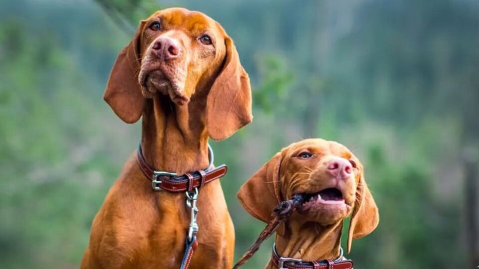 24 Brave And Loyal Hunting Dogs That Shine In The Field