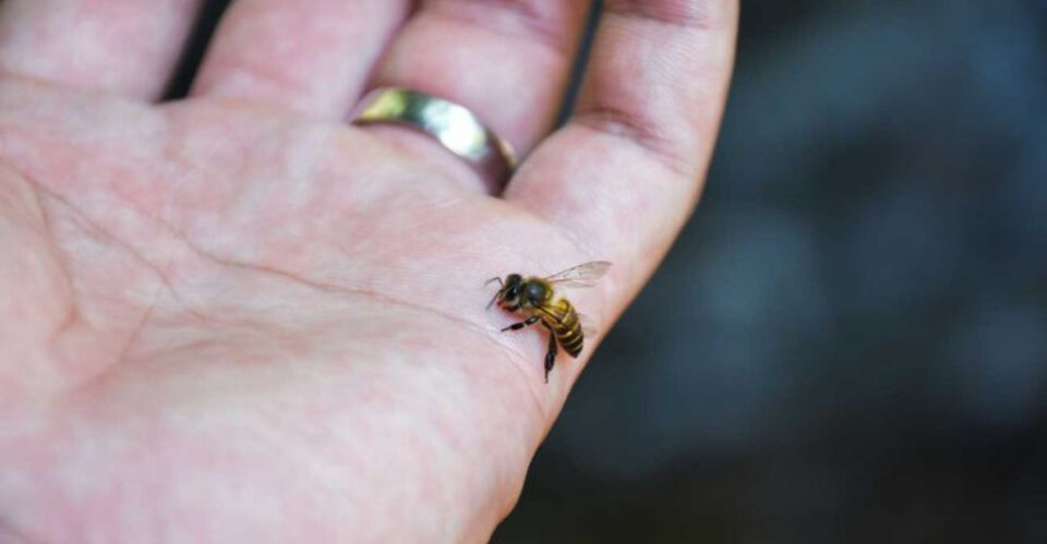 24 Ways Insects Benefit Humans