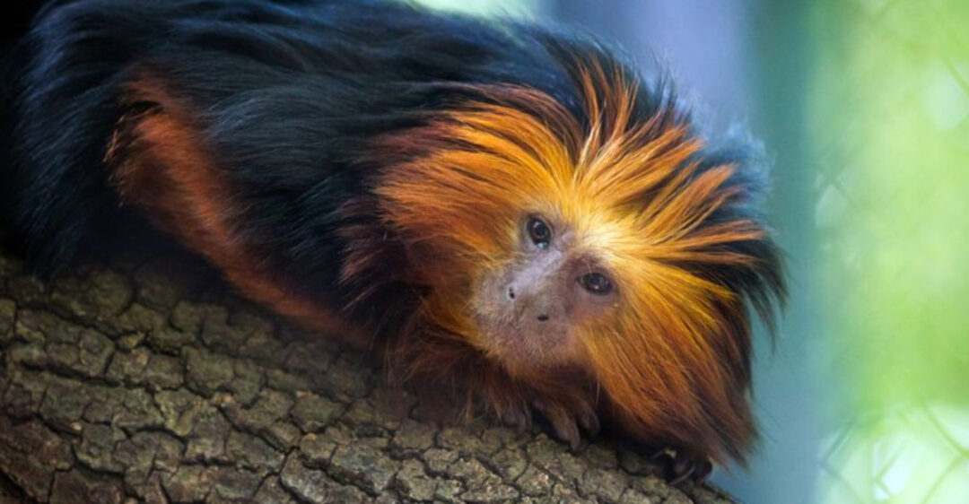 11 Newly Discovered Animals In The Congo Rainforest