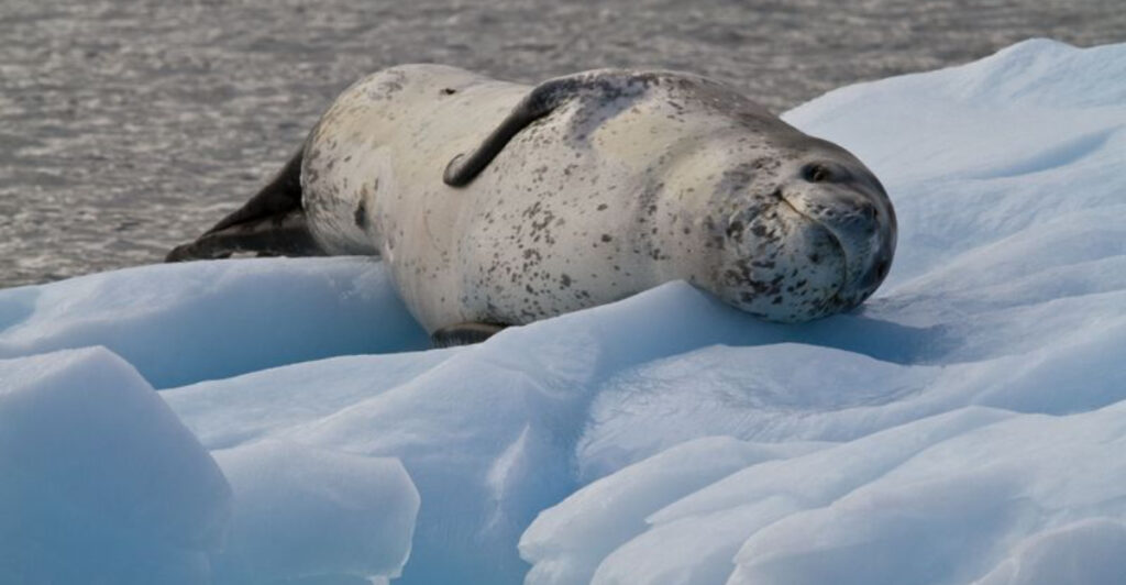 24 Remarkable Animals That Flourish In Earth’s Coldest Waters