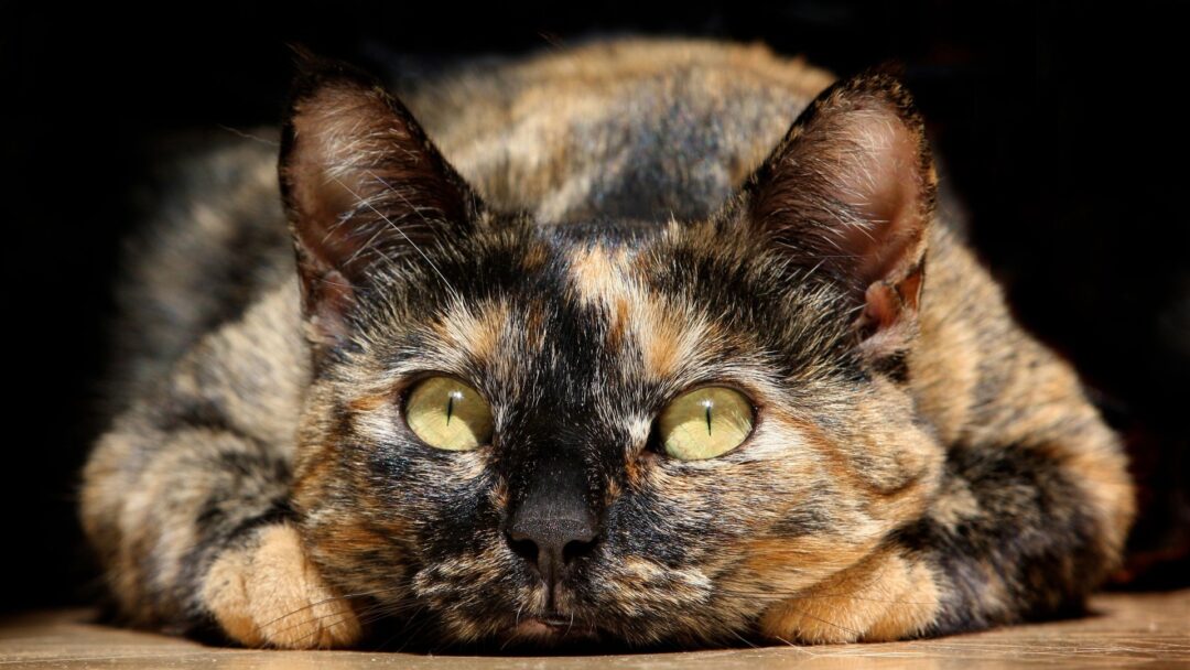 25 Beautiful And Rare Cat Colors And Patterns