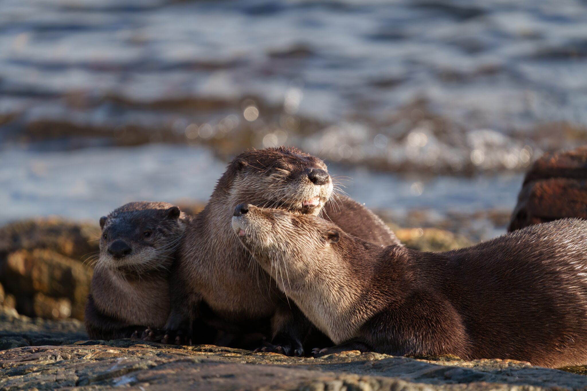 25 Incredible Facts About Sea Otters You Probably Didn’t Know - Animalko