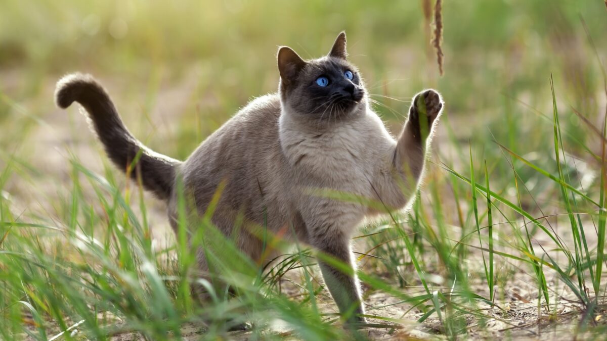 25 Inexpensive Cat Breeds That Make Amazing Companions