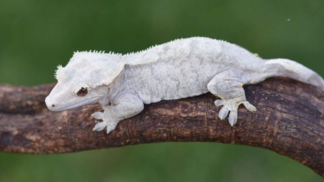 25 Remarkable Lizards That Will Leave You In Awe