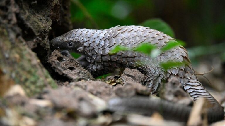 25 Unique Animals That Are The Only Ones In Their Class - Animalko