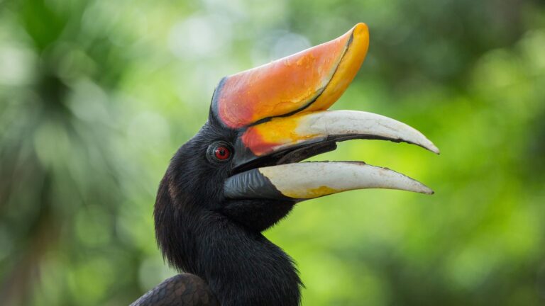 25 Weird Birds You Never Knew Existed