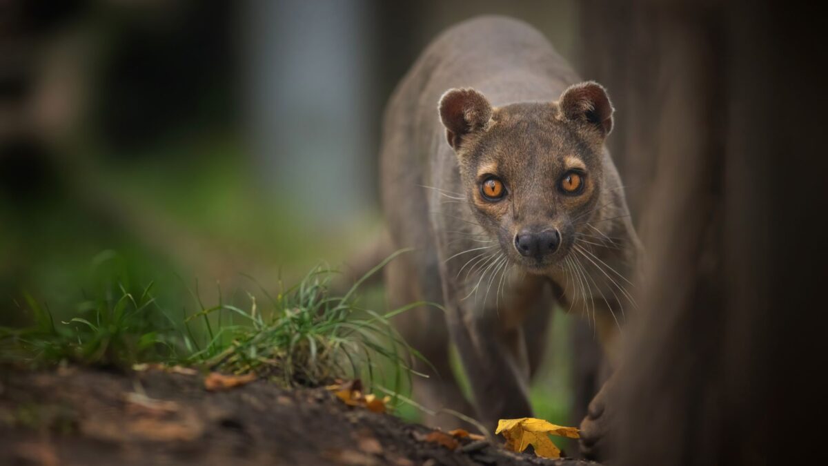 25 Weirdest Animal Names You've Ever Heard