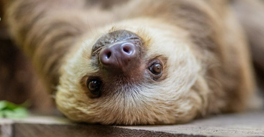 25 Facts About The Ultimate Chillers Aka Sloths