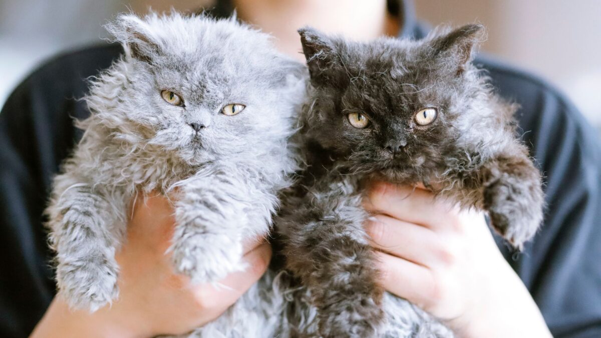 26 Best Gray And White Cat Breeds We Absolutely Adore (Complete List ...