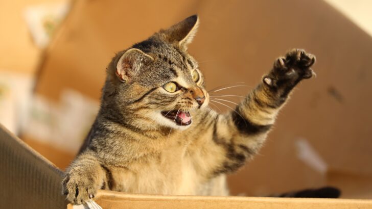 26 Cat Discipline Tips Every Pet Owner Needs to Know
