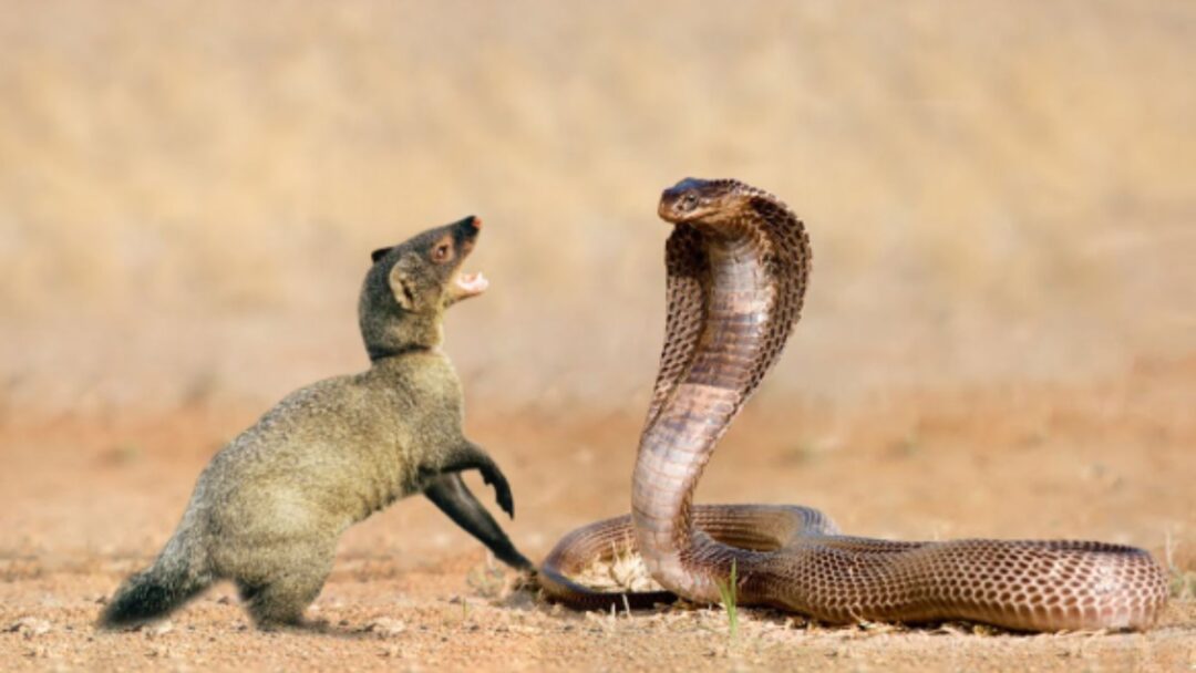 26 Epic Moments When Snakes Faced Their Opponents