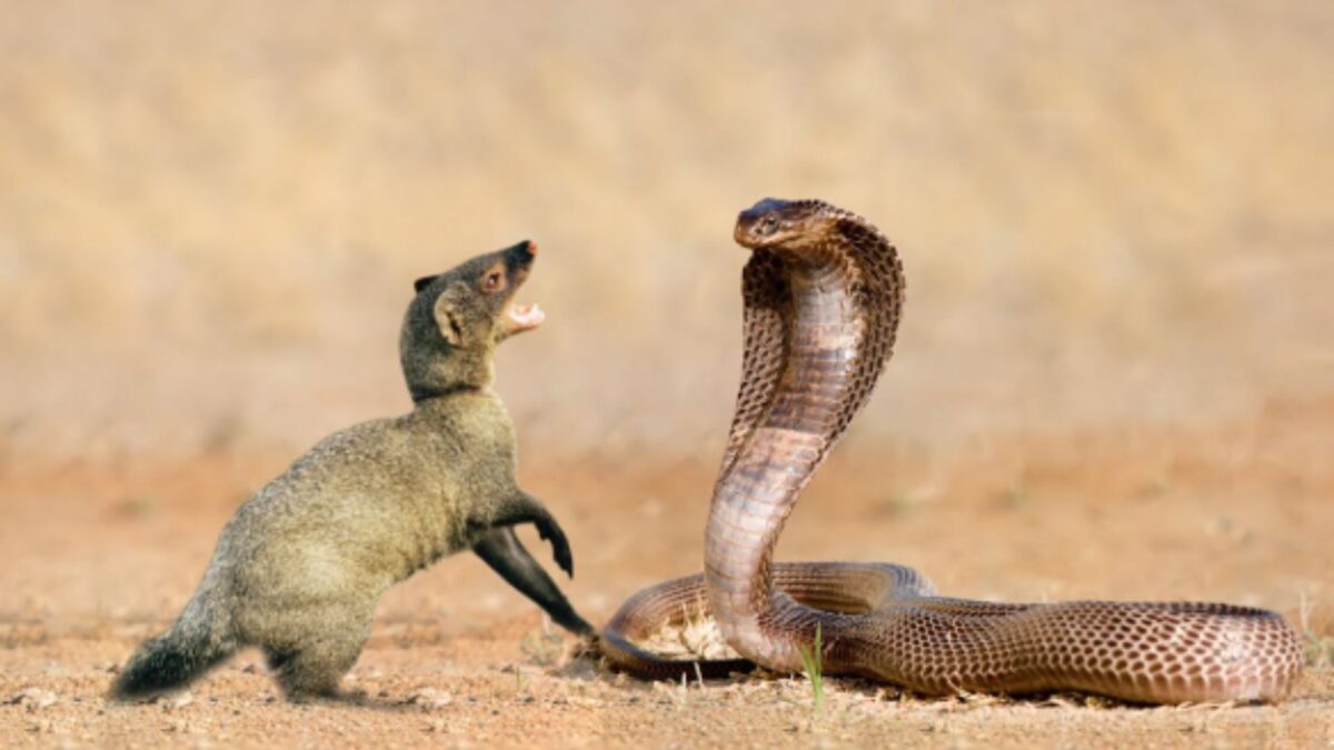 26 Epic Moments When Snakes Faced Their Opponents