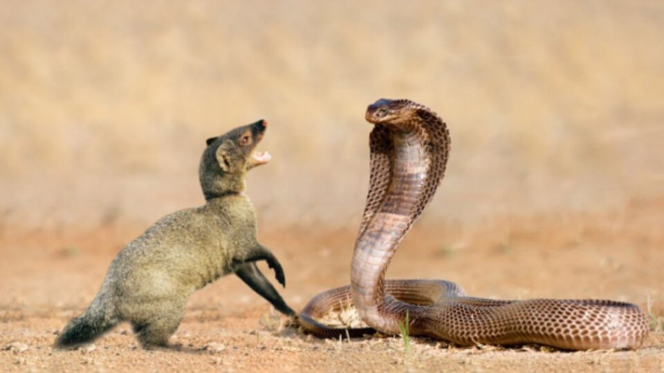 26 Epic Moments When Snakes Faced Their Opponents