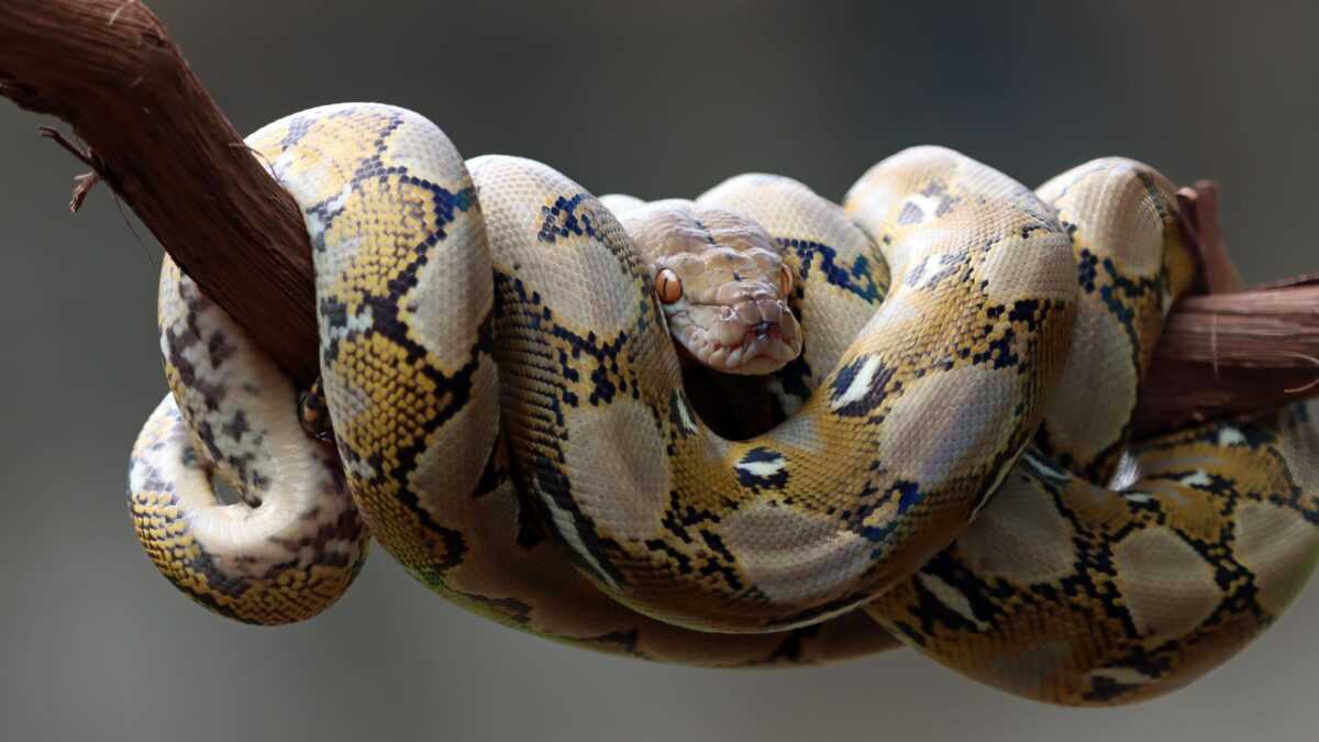 26 Facts About Snakes That Will Make You Love Them