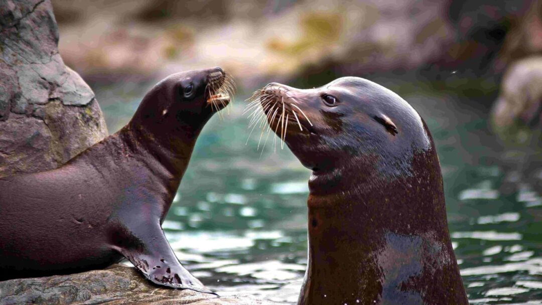 26 Most Intelligent Animals On Earth