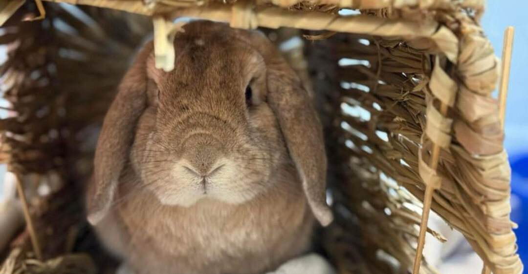 26 Fascinating Bunny Facts You Won't Believe About These Adorable Critters